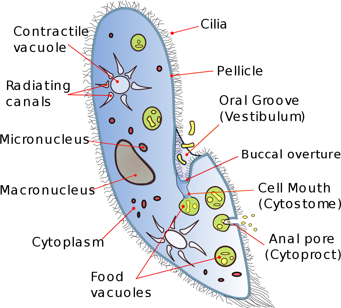 Download Contractile Vacuole PNG Image with No Background - PNGkey.com