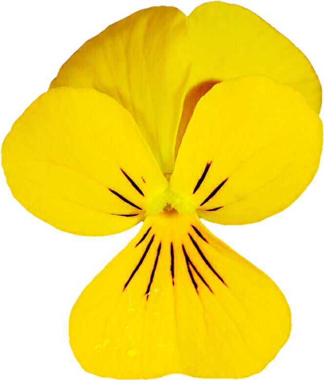 Download Dainty Yellow Viola By Jeanicebartzen27 - Pansy PNG Image with ...