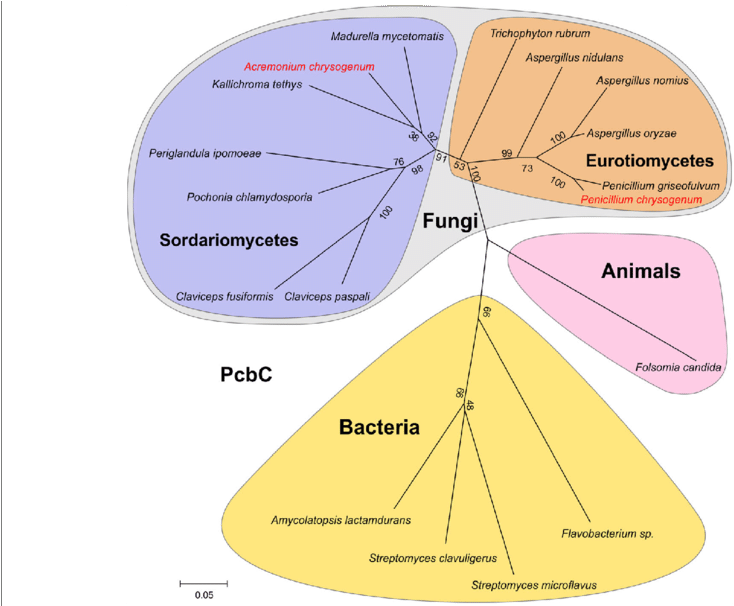 Download Phylogenetic Tree Of Pcbc - Diagram PNG Image with No ...