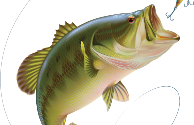 Massena-bass - Largemouth Bass - Free Transparent PNG Download - PNGkey