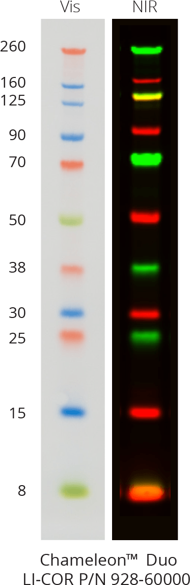 Chameleon Duo Data - Chameleon Ladder - Free Transparent PNG Download ...