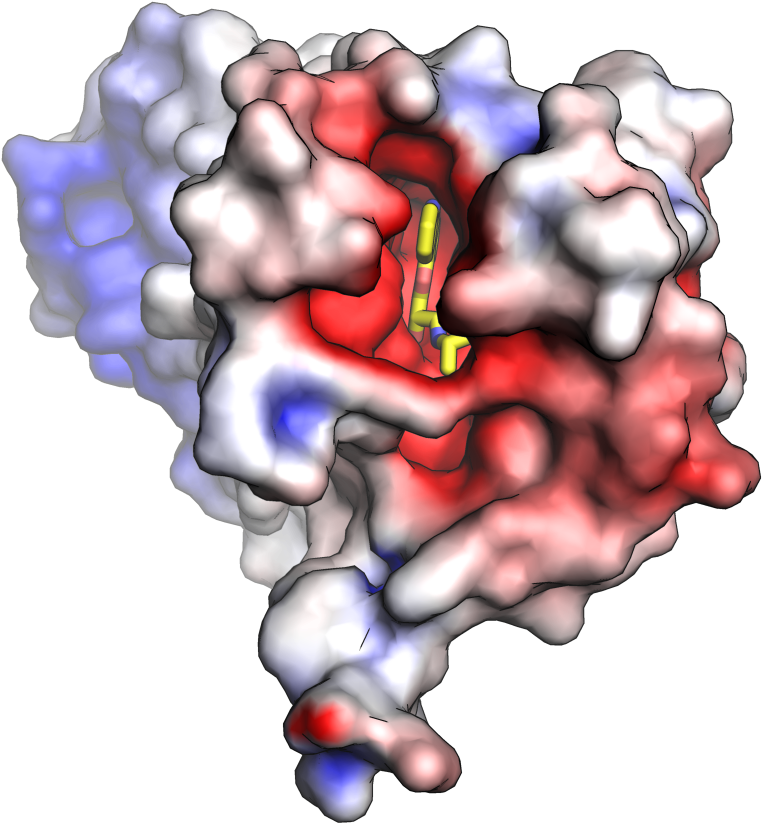 Download Beta 2 Adrenergic Receptor Electrostatic Top - Protein Space ...