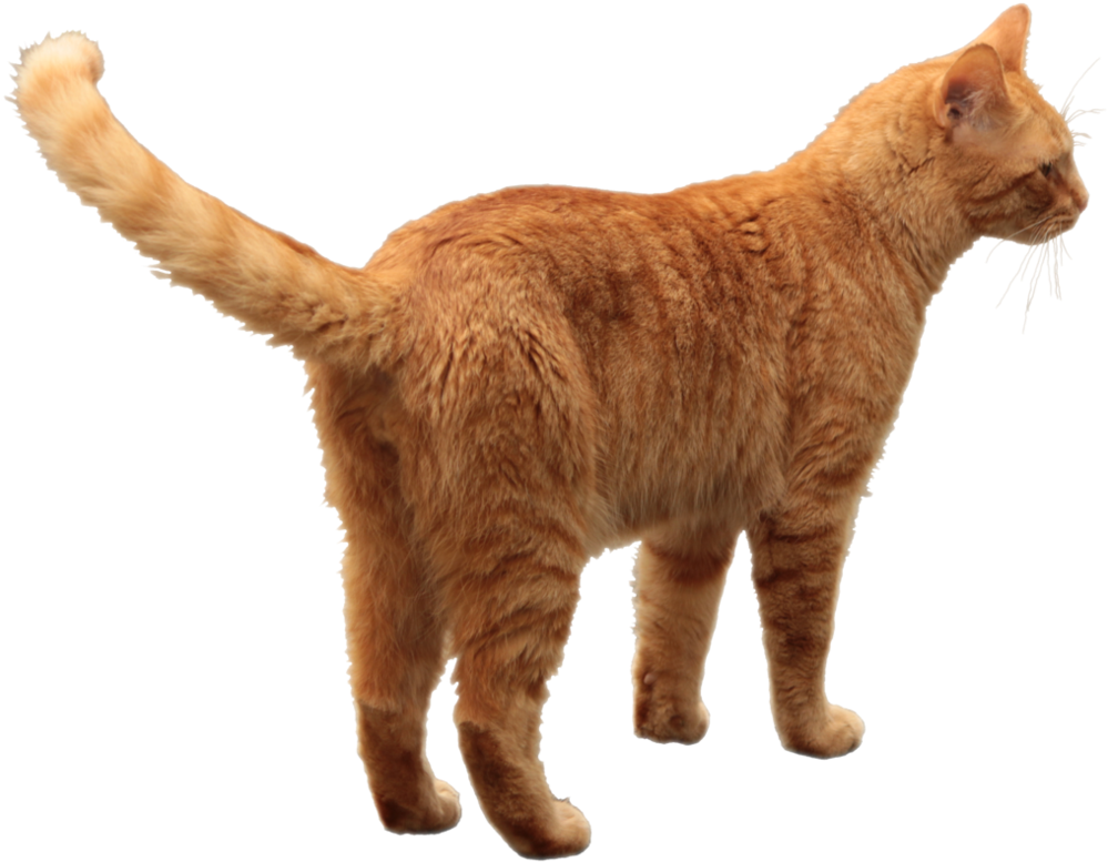 Download Orange Tabby Cat Transparent PNG Image with No Background - PNGkey.com