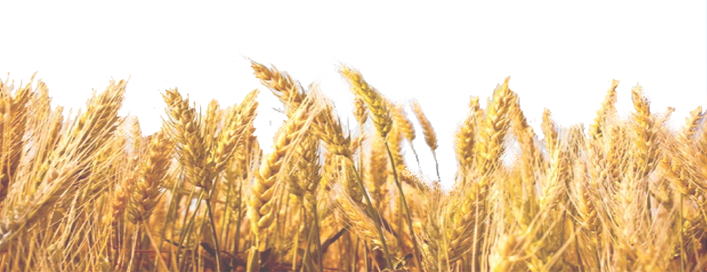 Download Wheat Field Transparent Background PNG Image with No ...