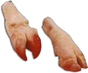 Meat - Fresh Cow Legs Png - Free Transparent PNG Download - PNGkey