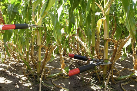 Download Morning Ag Clips - Nitrogen PNG Image with No Background ...