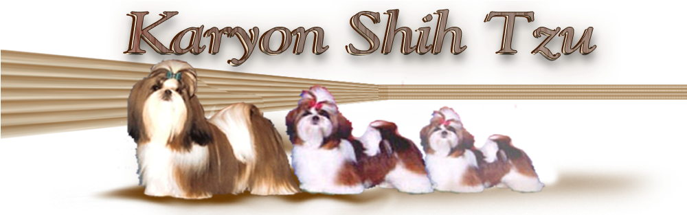 Shih Tzu - Free Transparent PNG Download - PNGkey
