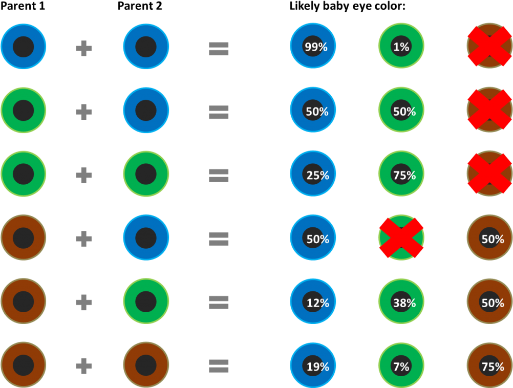 Baby Eye Color Chart According To Genetics What Are - Tell Your Baby's ...