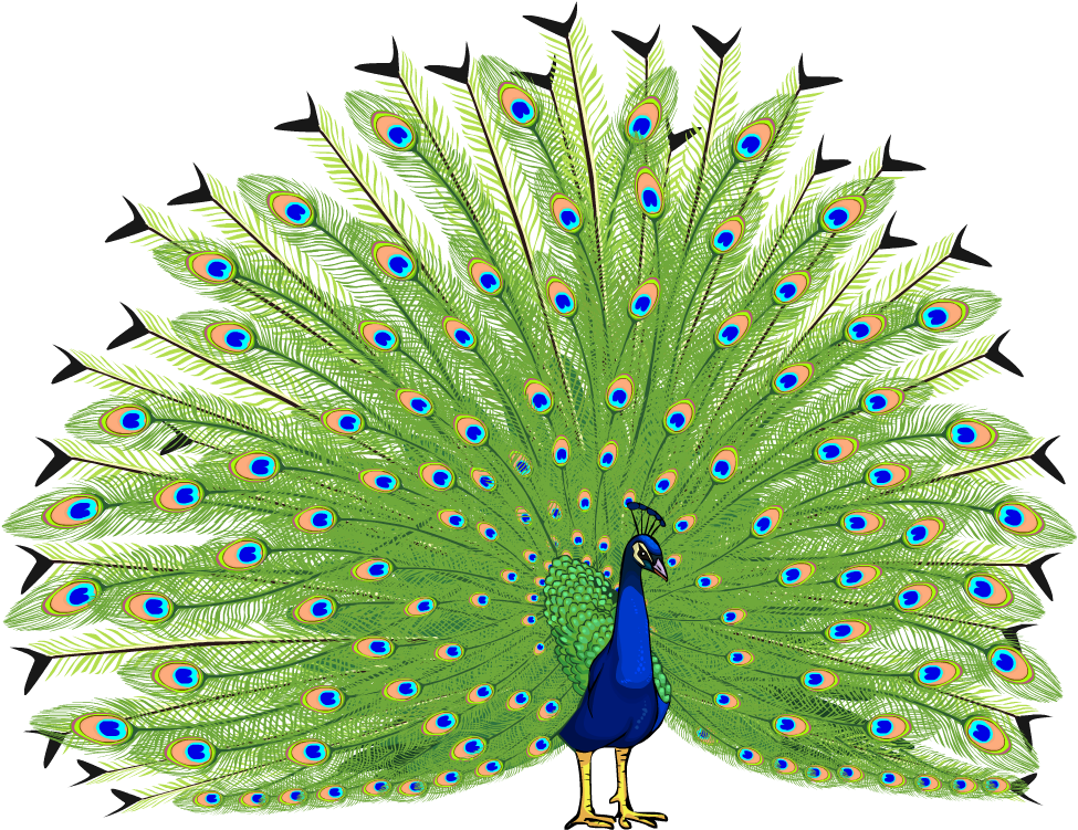 Download Proud As A Peacock - Peacock Png PNG Image with No Background ...