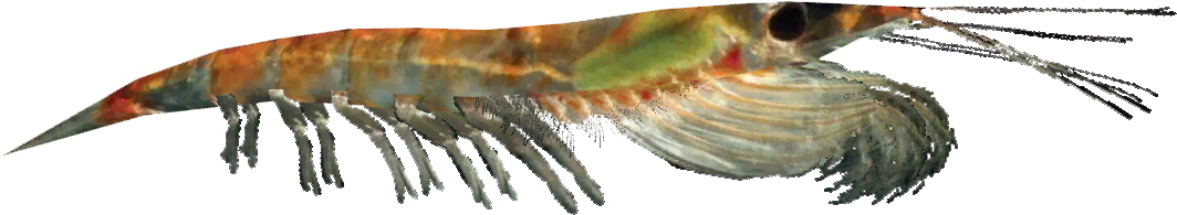 Download Krill - Antarctic Krill PNG Image with No Background - PNGkey.com