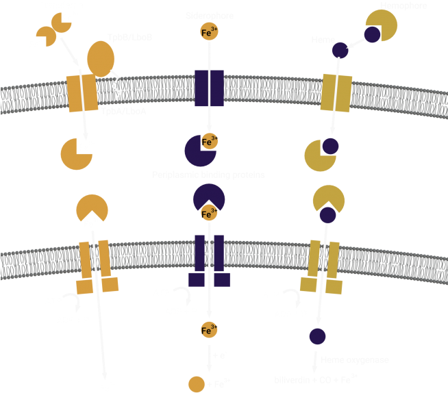 Download Pathway - Byu-pathway Worldwide PNG Image with No Background ...