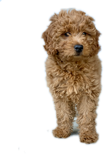 Download Ruby Doodle Dog Goldendoodle - Dog PNG Image with No ...