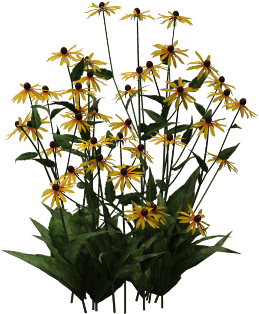 Download Black-eyed Susan 01 By Wolverine041269 - Black Eyed Susan Png ...