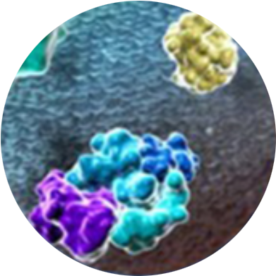 Download Inflammation & Immunology - Circle PNG Image with No ...