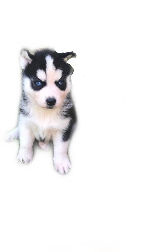 Siberian Husky - Free Transparent PNG Download - PNGkey