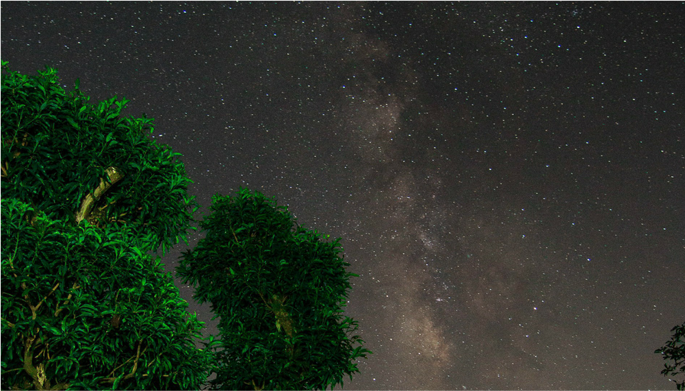 Download Tree PNG Image with No Background - PNGkey.com