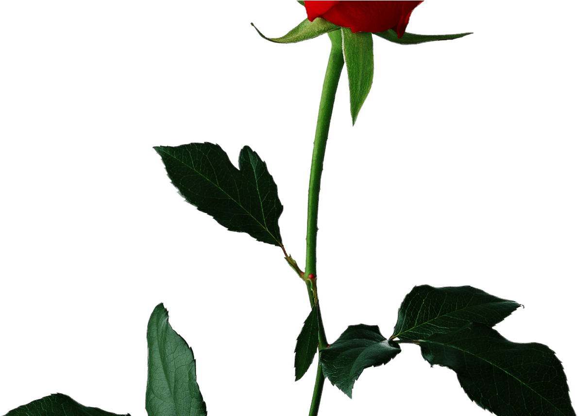 Download Single Red Rose Transparent Background Png Mart - Roses With ...