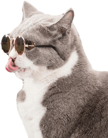 Download Cool Cat Sunnies - Transparent Image Of Cat PNG Image with No ...