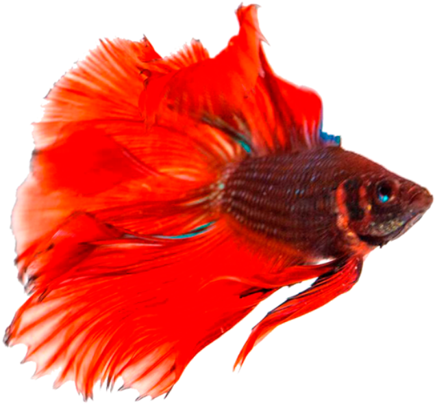 Jpg Library Stock Transparent Background Png Mart - Fish With No ...