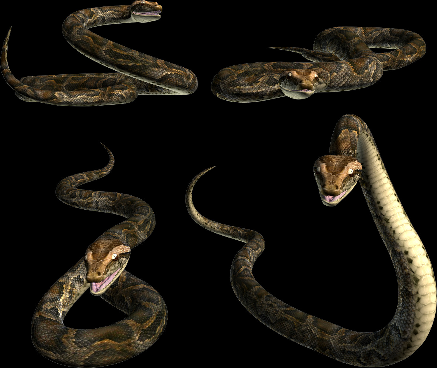 Download Free Snake Png Images - Drawing PNG Image with No Background ...
