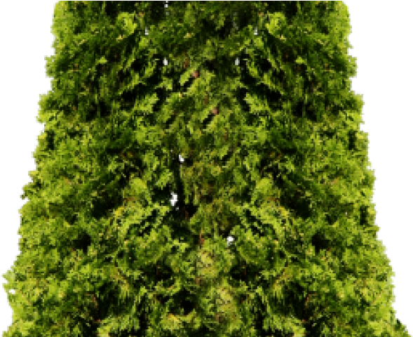 Fir Clipart Ashoka Tree - Free Transparent PNG Download - PNGkey