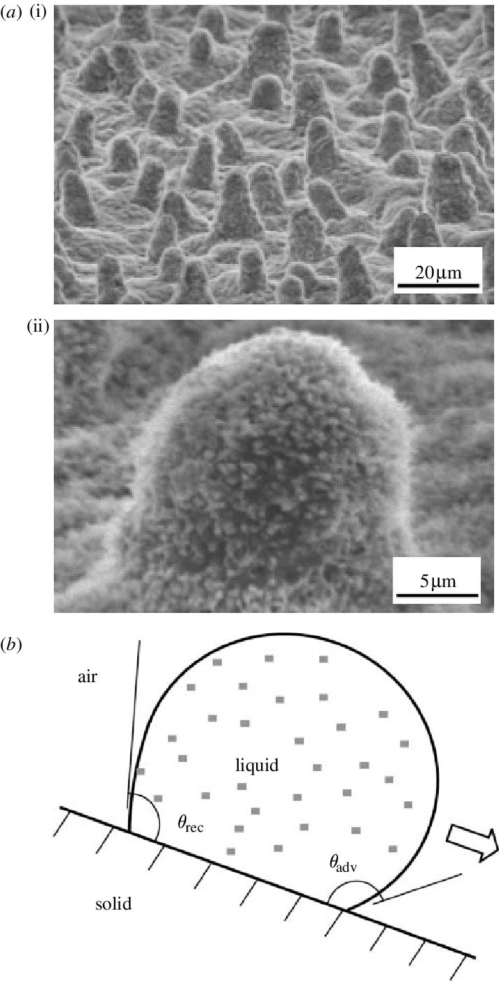 Download And (ii)) Scanning Electron Microscope (sem) Image PNG Image ...