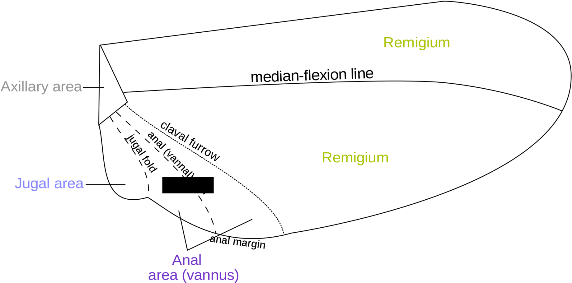 Download Basic Insect Morphology PNG Image with No Background - PNGkey.com