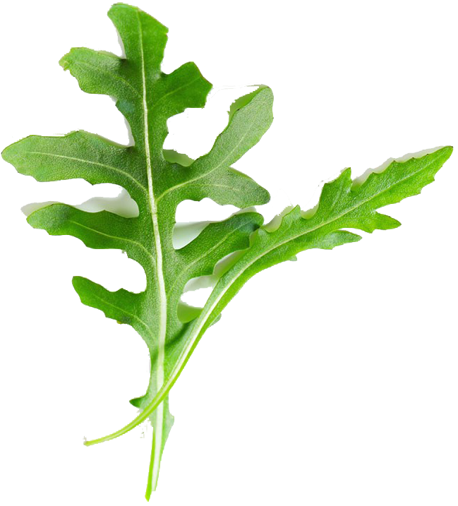 Download Arugula Png PNG Image with No Background - PNGkey.com