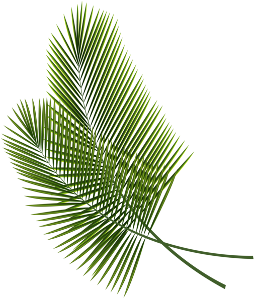 Download Tropical Leaves Clipart Image - Tropical Leaves Clip Art PNG ...