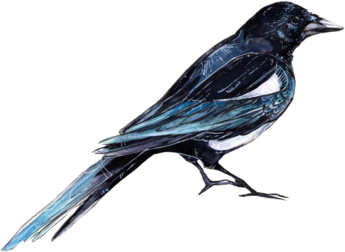 Danphe - Bird Transparent - Free Transparent PNG Download - PNGkey