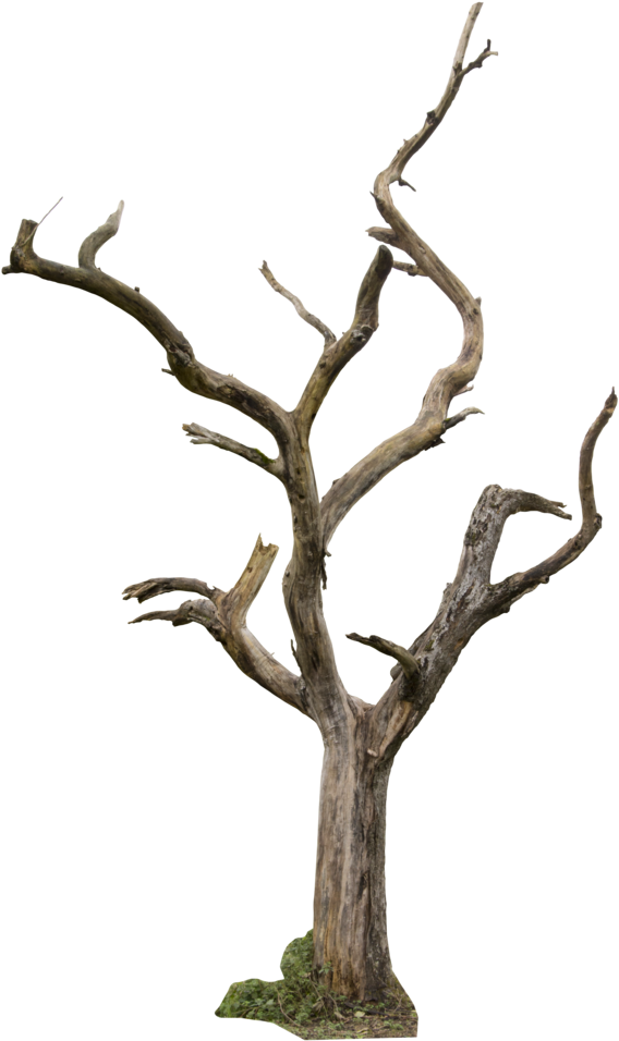 Dead Tree 04 By Gd08 - Dead Tree Png - Free Transparent PNG Download ...