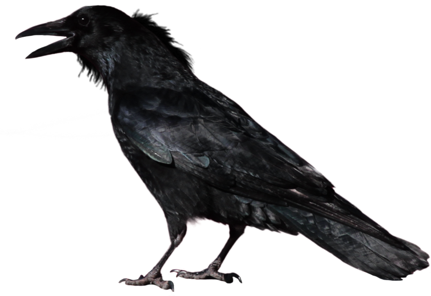 Download Crow Png Image - Crow With Transparent Background PNG Image ...