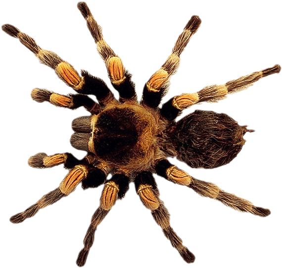Download Spider Png PNG Image with No Background - PNGkey.com
