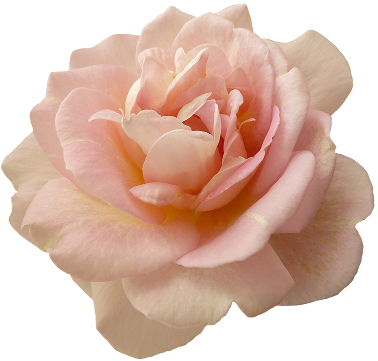 Needle And Thread Bridal, Blush Roses, Blush Pink, - Free Transparent ...