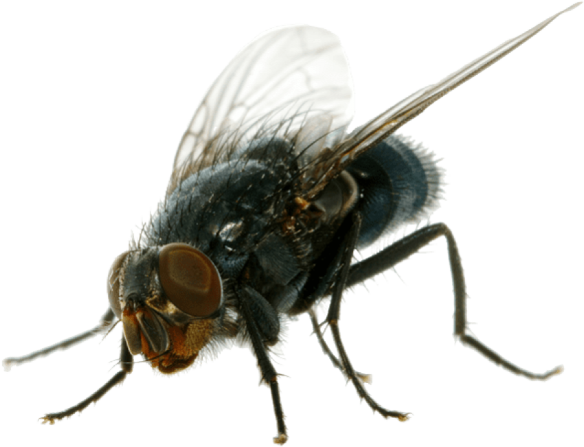Download Fly Png Pic - House Fly Png PNG Image with No Background ...