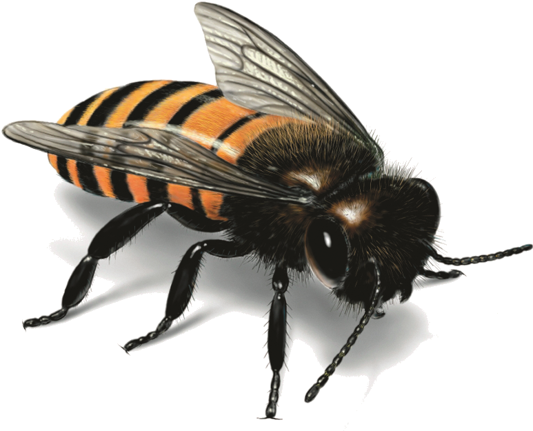 Download Real Western Honey Bees PNG Image with No Background - PNGkey.com