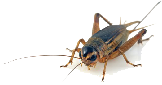 Download Cricket Insect Transparent Background PNG Image with No ...