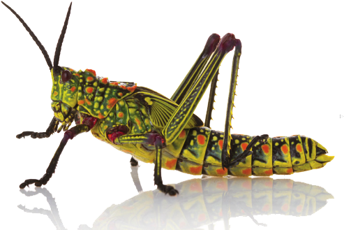 Insect Png Hd - Insect Png - Free Transparent PNG Download - PNGkey