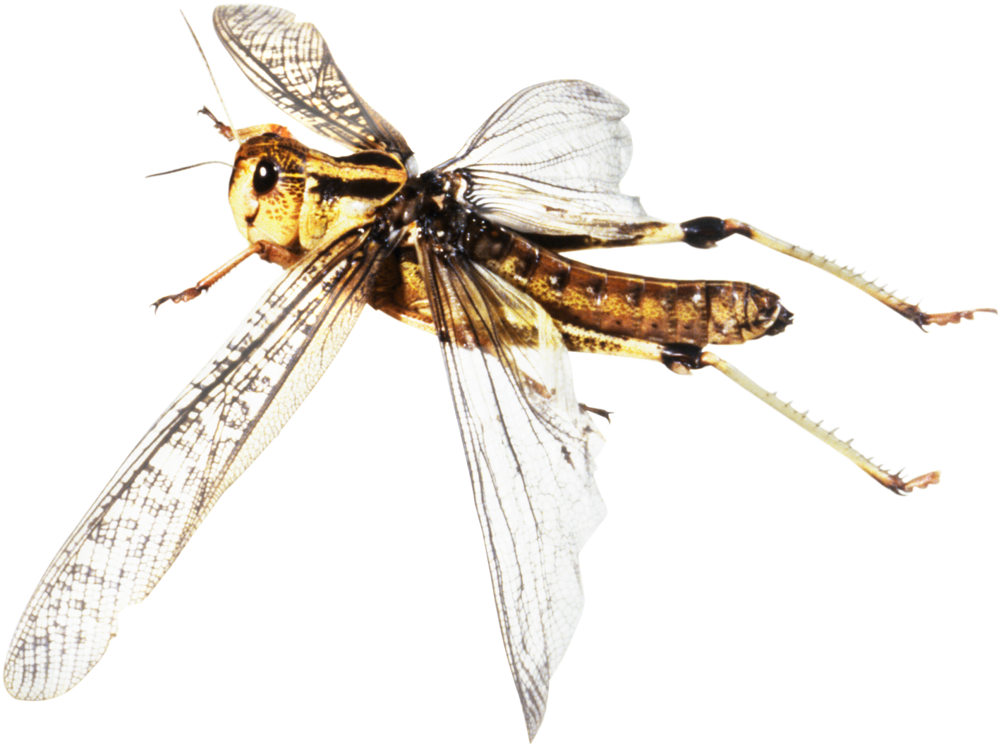 Cricket Insect Png - Locust Flying Png - Free Transparent PNG Download ...