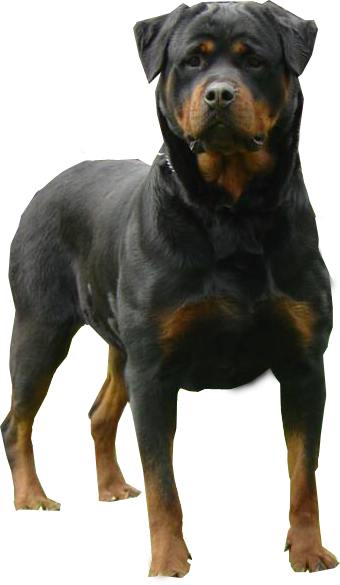 Rottweiler - Rottweiler Dog Png - Free Transparent PNG Download - PNGkey