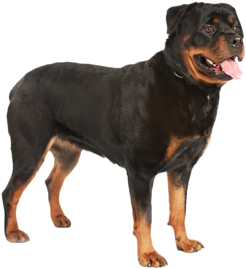Download Guard Dog Png PNG Image with No Background - PNGkey.com