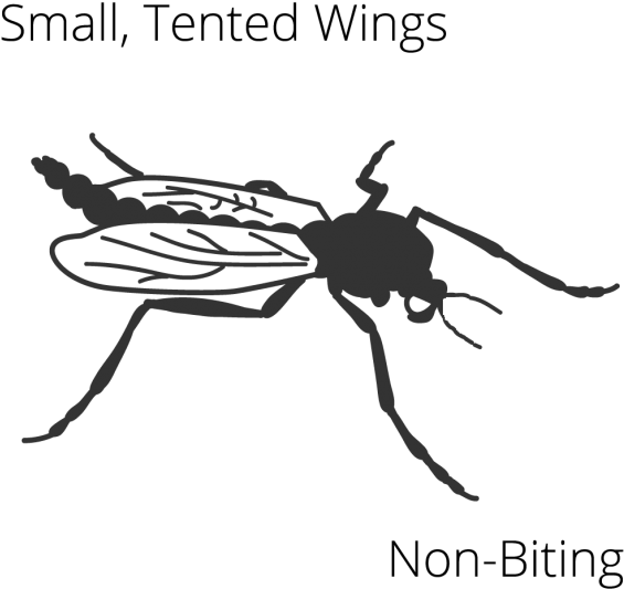 Download Midge Dry/adult PNG Image with No Background - PNGkey.com