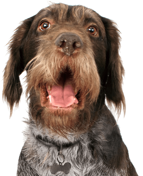 Download German Wirehaired Pointer PNG Image with No Background ...