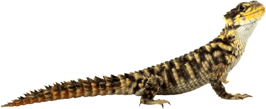 Lizard Png Image - Lizard Png - Free Transparent PNG Download - PNGkey