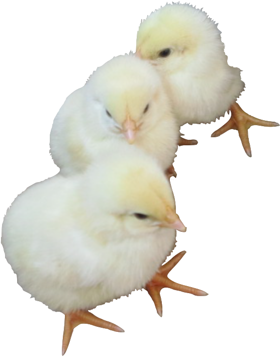 Baby Chicks - Chicken - Free Transparent PNG Download - PNGkey