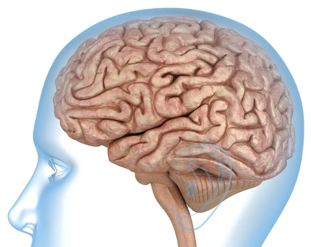 Download Brain Transparent Images - Transparent Images Of A Brain PNG ...