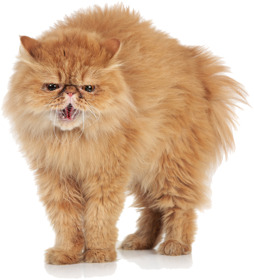 Download Angry Cat Transparent Images - Angry Cat Transparent ...