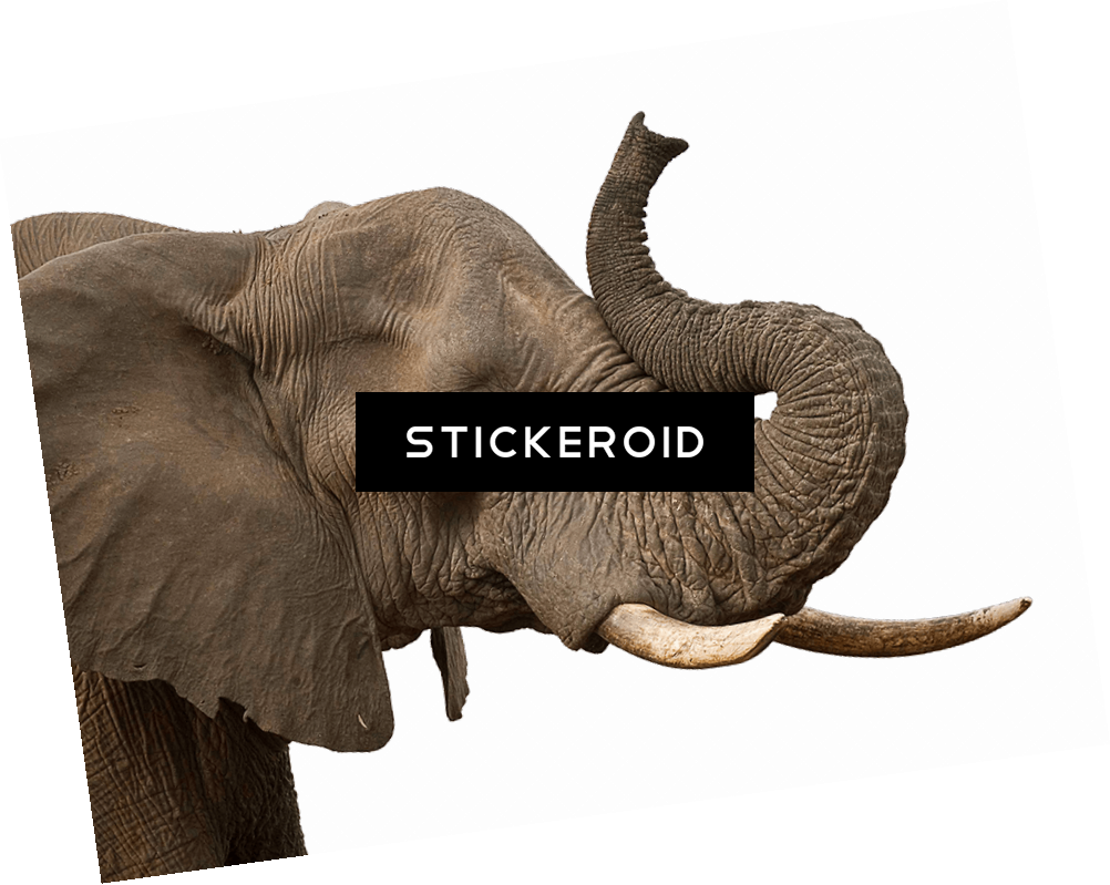 Elephant Trunk - Indian Elephant - Free Transparent PNG Download - PNGkey