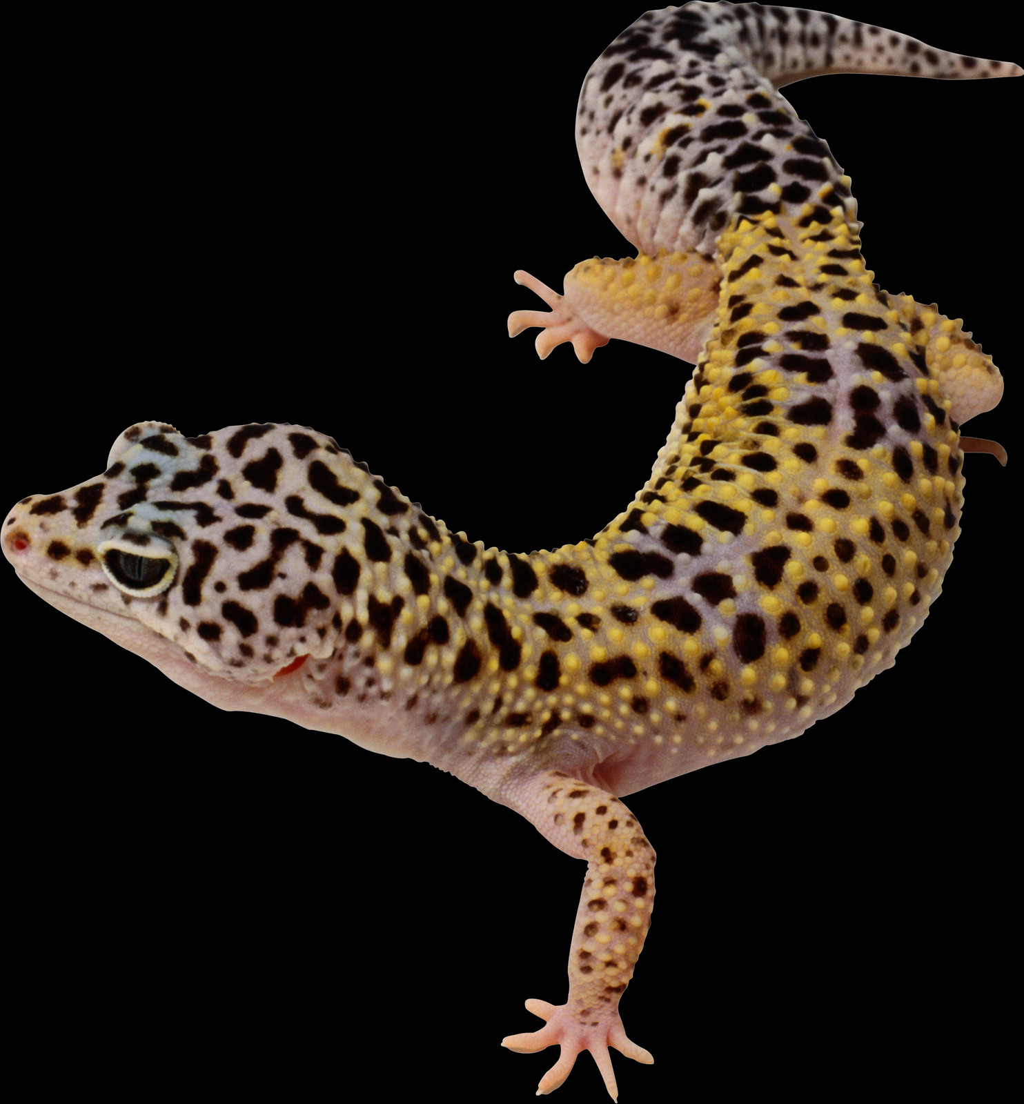 Download Transparent Lizards Jpg Transparent Lizards PNG Image with No ...