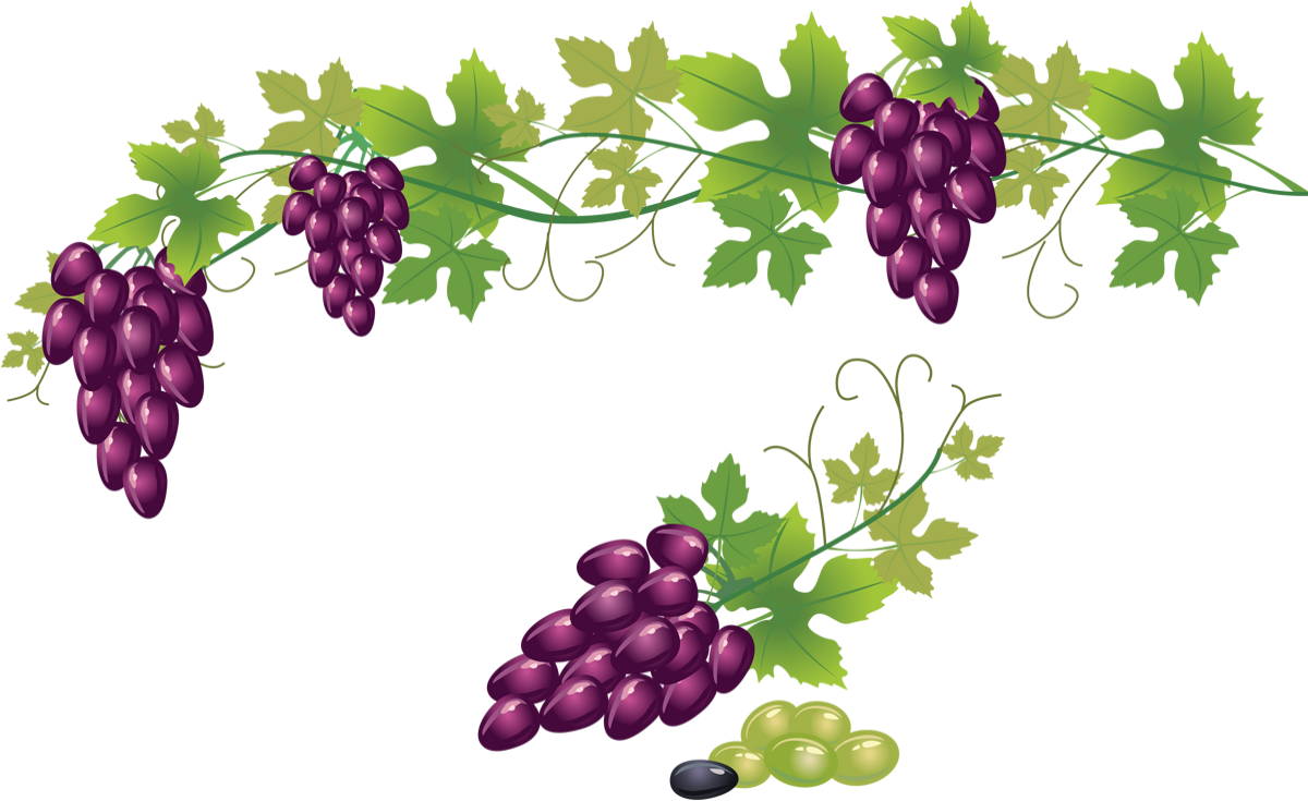 Download Grape Vine Transparent Background PNG Image with No Background ...